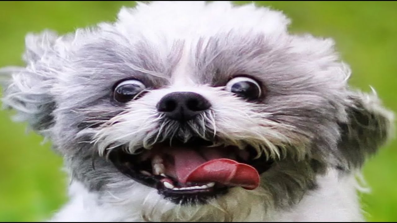 Aww funny dogs, aww animals funny dogs, awesome funny dogs and cats ...