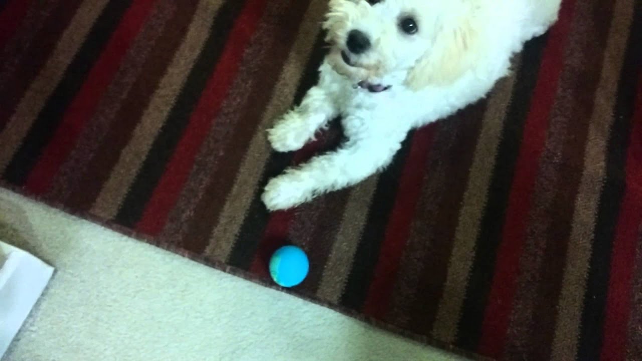 Cute cockapoo puppy playing with a ball - YouTube