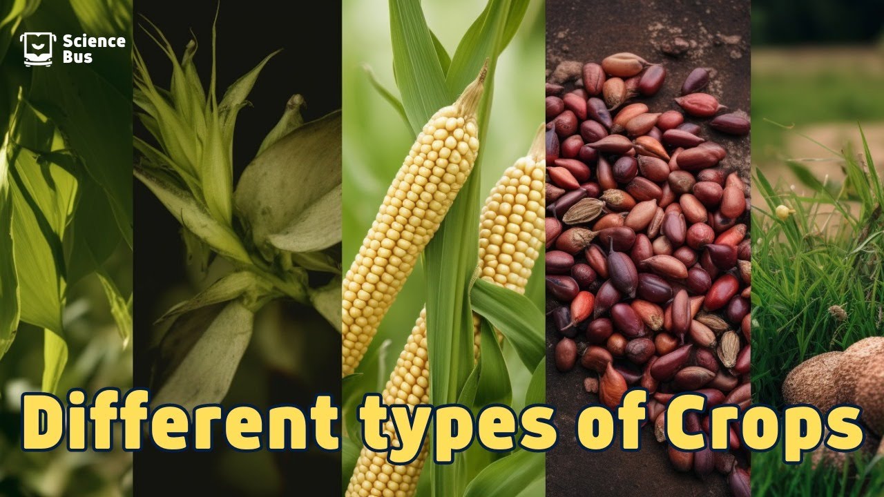 Different types of Crops | CBSE lesson #education #crops #farming # ...