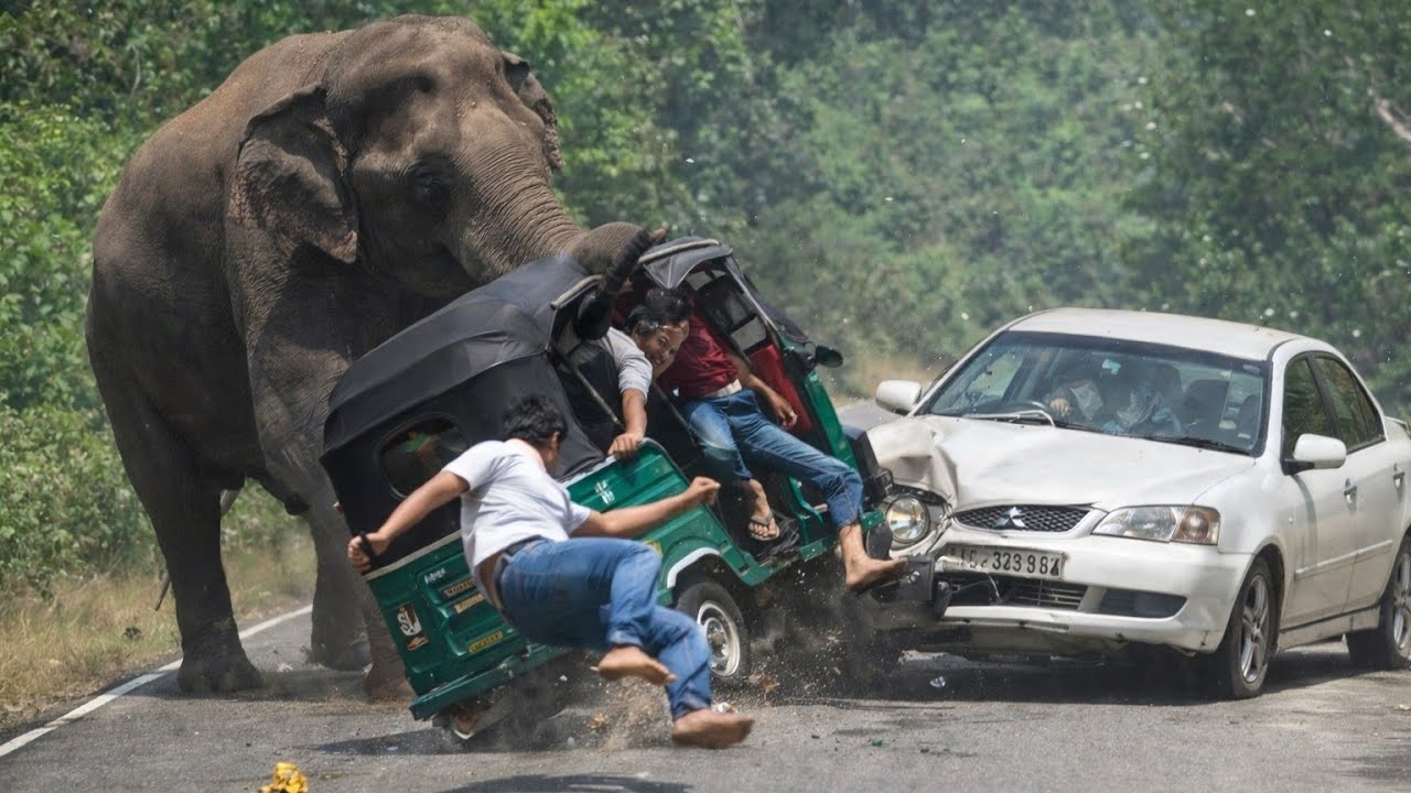 Wild Elephant Attacks Three-Wheeler | People Jump to Escape in Shocking ...