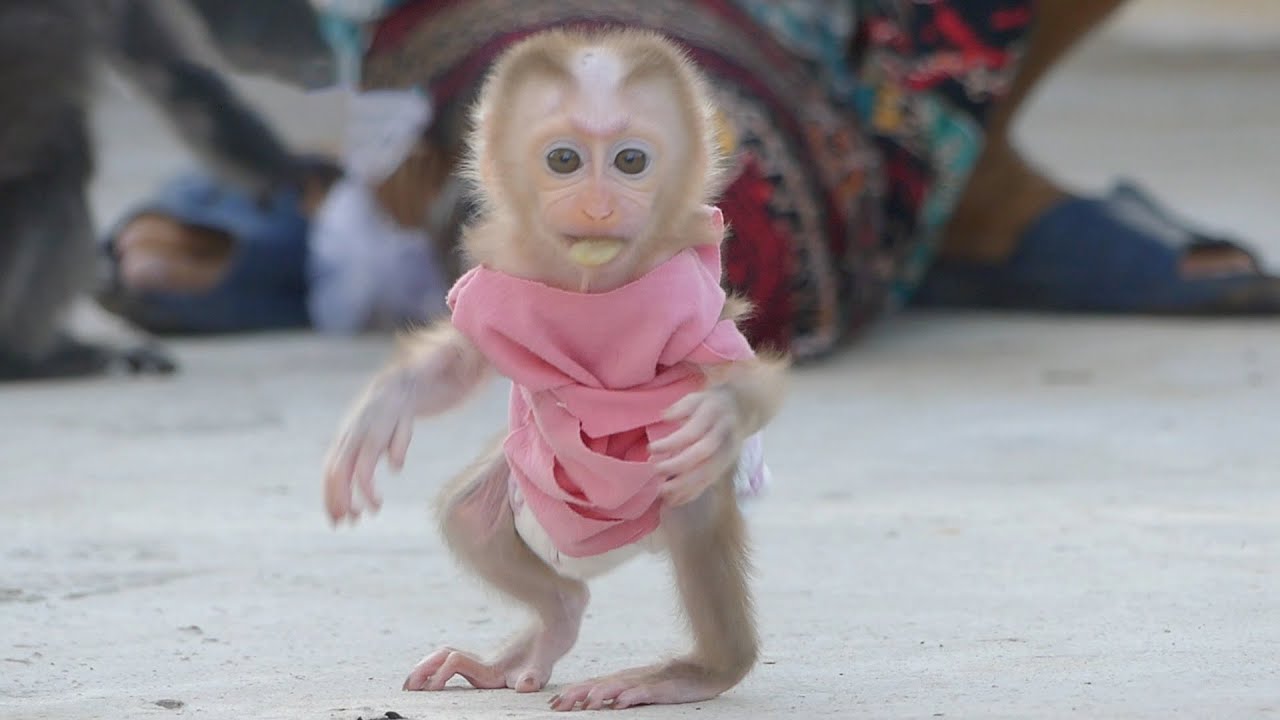 Baby Monkey Alan Playing With Family Of Her Very Happy - YouTube