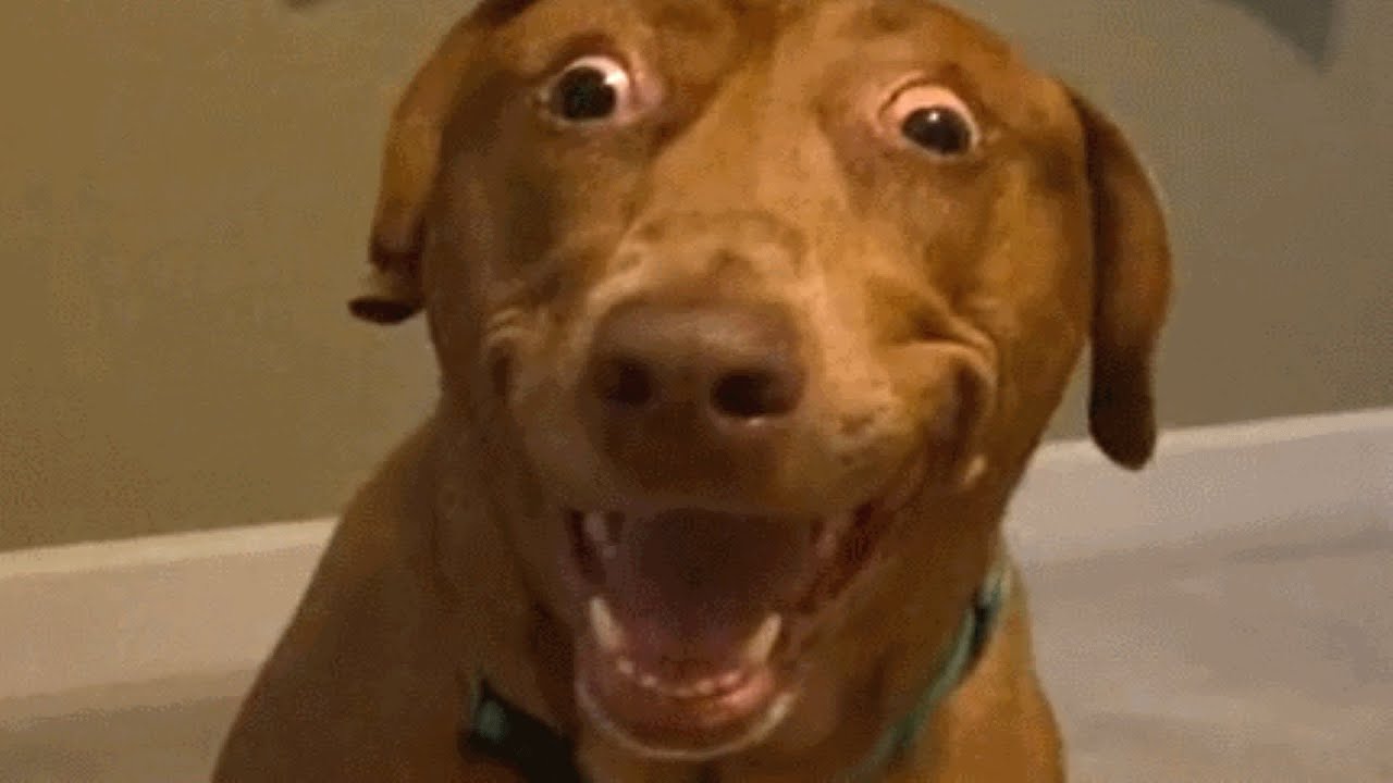 Rescue Dog Born With “Stretched” Face Gains Fans Around The World ...