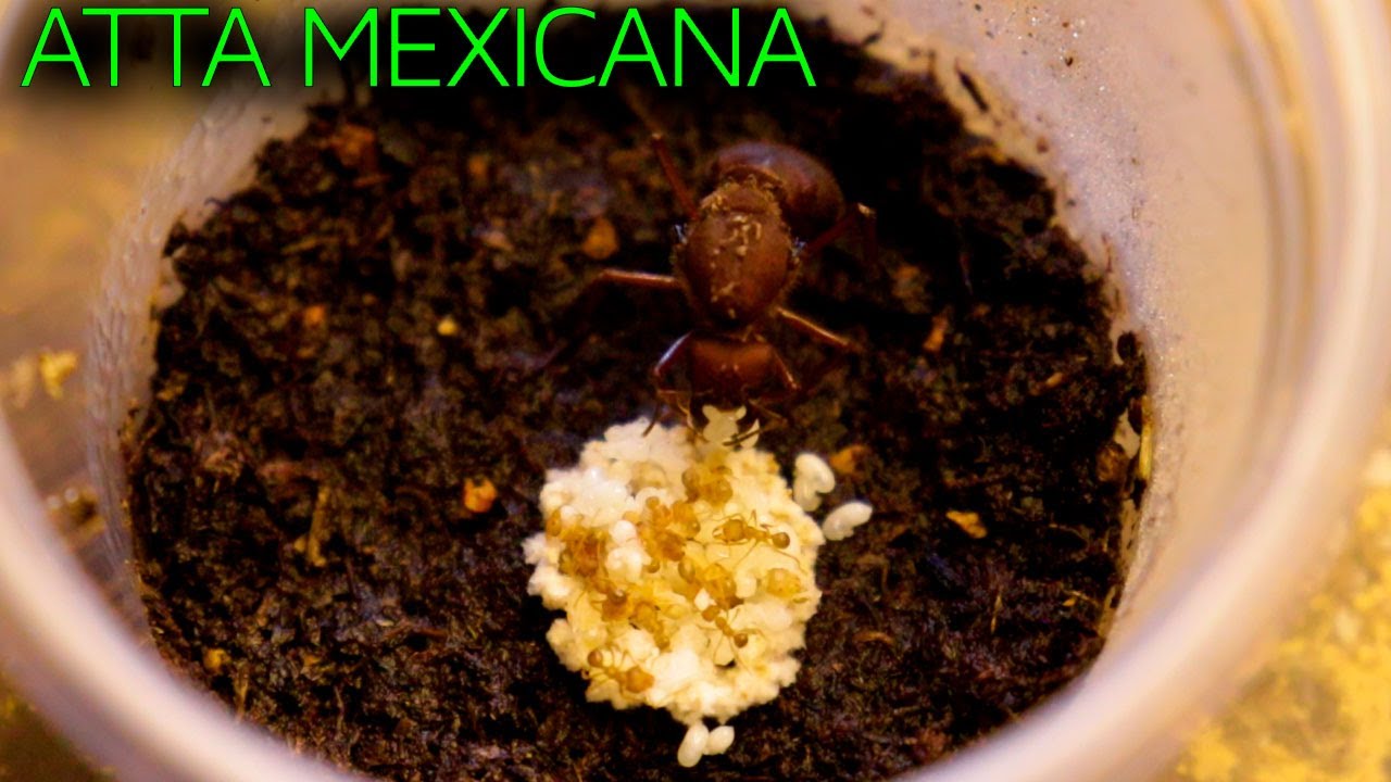 ATTA MEXICANA hormiga cortadora de hojas | IMPERIO HORMIGA | - YouTube