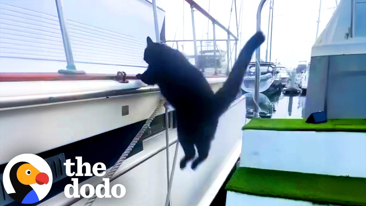 Cat Keeps Jumping Onto Couple's Boat For Playdates | The Dodo - YouTube