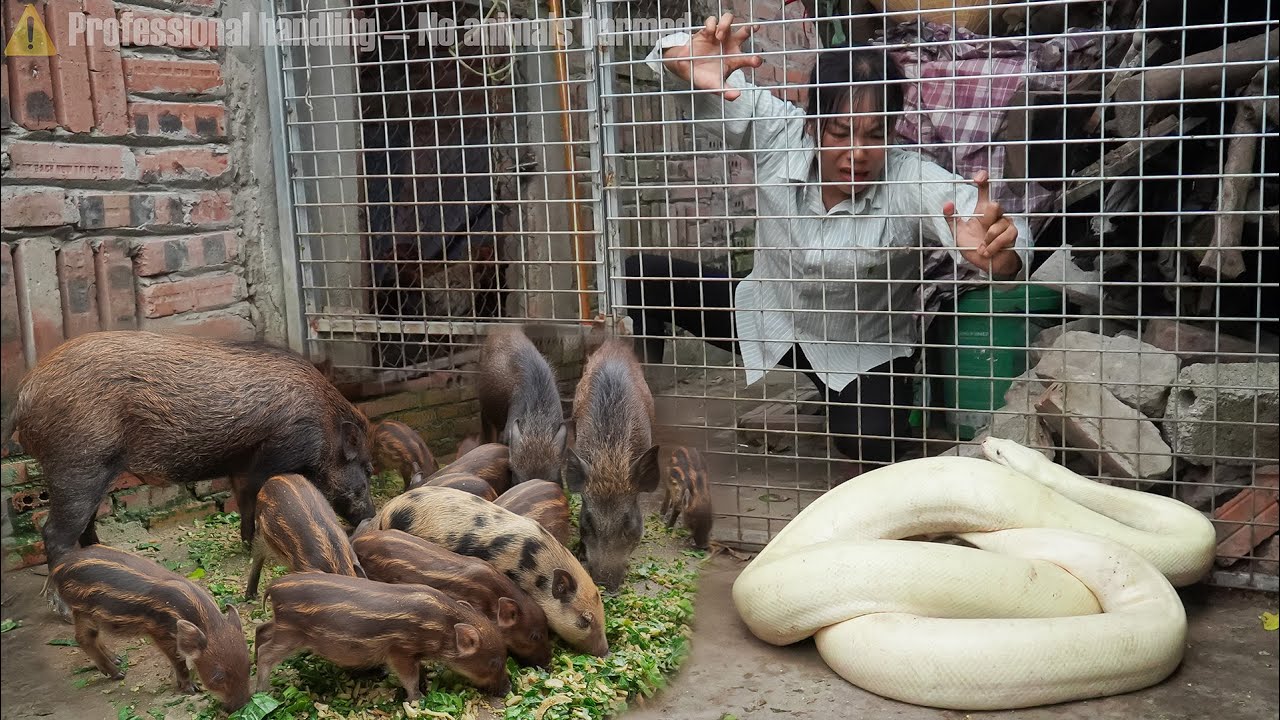 Time lapse: Harvesting over 1000 + bananas - Giant python invades pig ...