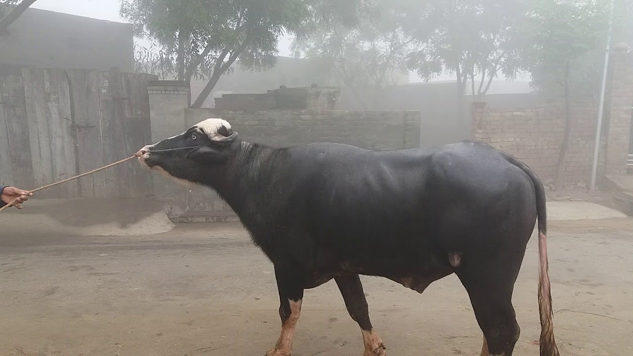 Nili Ravi bull - YouTube