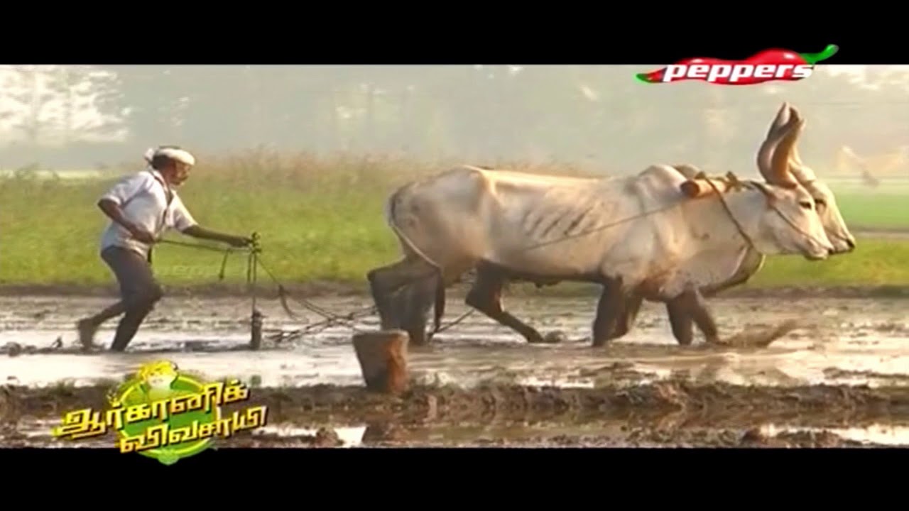 Organic Vivasayi | Farmer Thanigai Arasu | 04 Jan 2018 - YouTube
