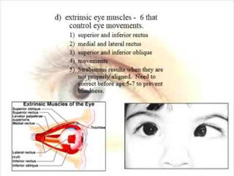 Special Senses - Vision - Anatomy - Part1 - YouTube