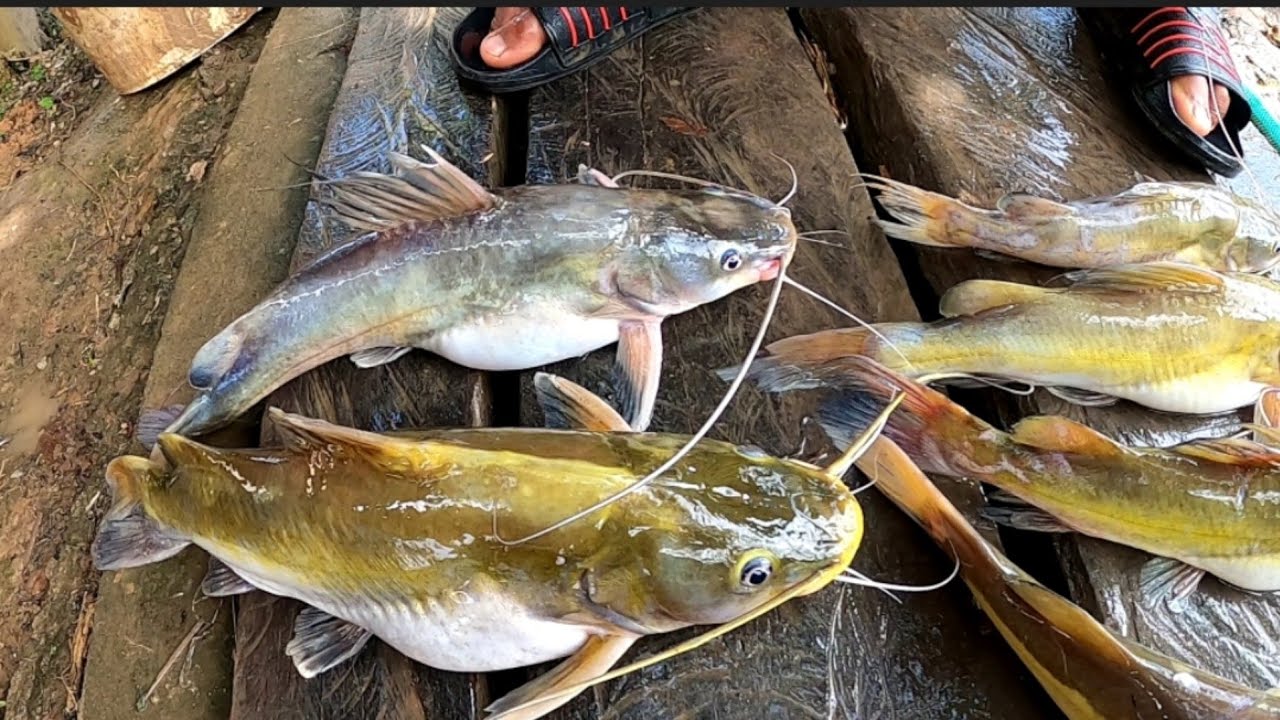 BAUNG GANTANG N BAUNG KUNING TAJUR BAUNG VS MENJARING #ADAMANIS # ...