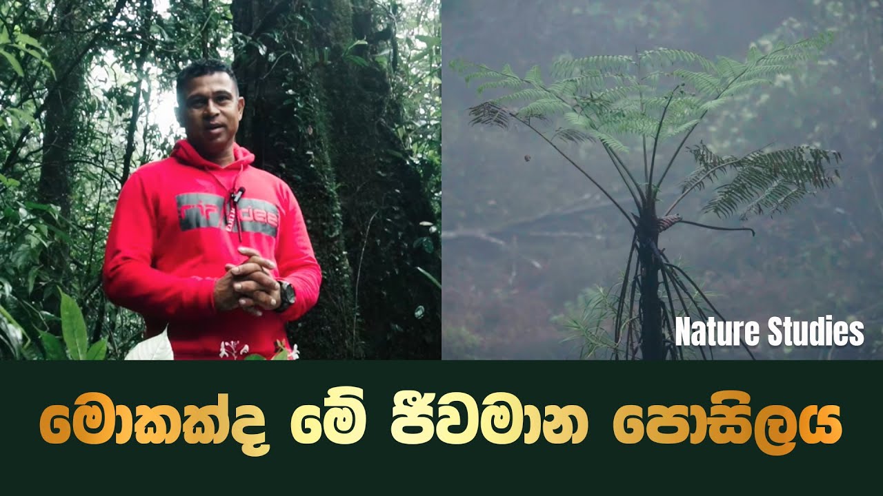 මොකක්ද මේ ජීවමාන පොසිලය? | Nature Studies | Nalaka S Athukorala - YouTube