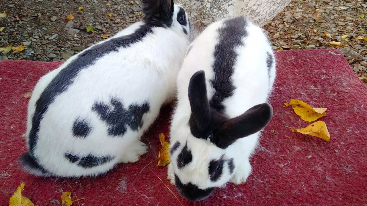 mini checked show quality || rabbit farm in pakistan || SS Rabbitry ...