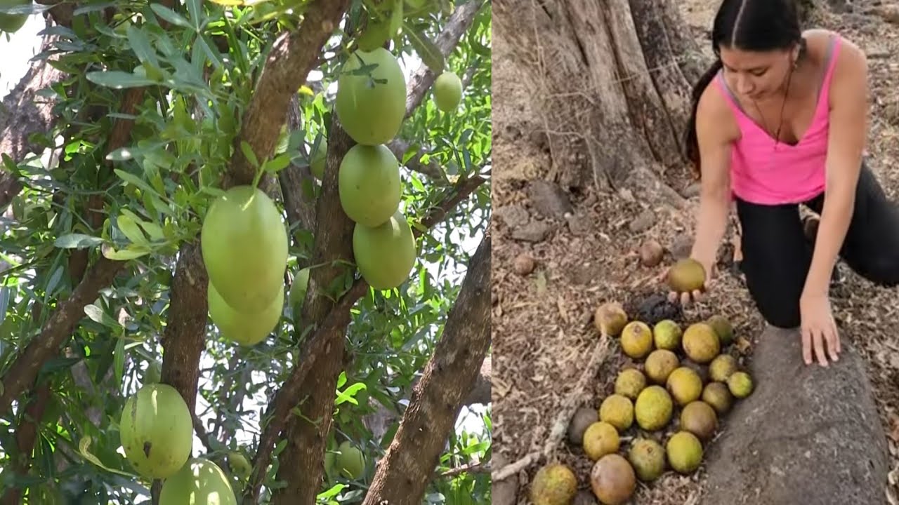 Sino coneces el palo de morro aquí telo mostramos😲que delicioso el ...