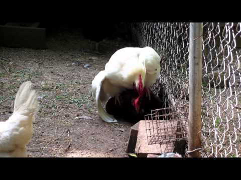 Chicken mating