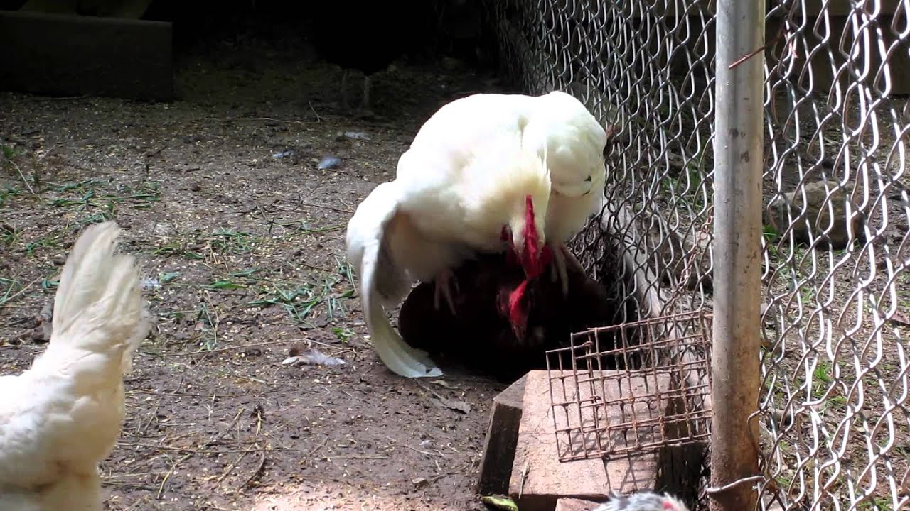 Chicken Mating Youtube