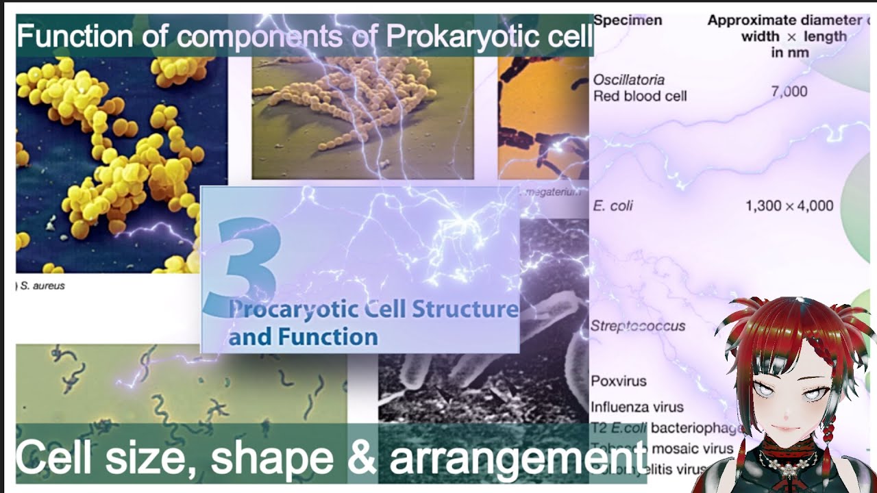 Prokaryotic Cell Structure| Intro, Cell Shape, Size, Function |Study ...