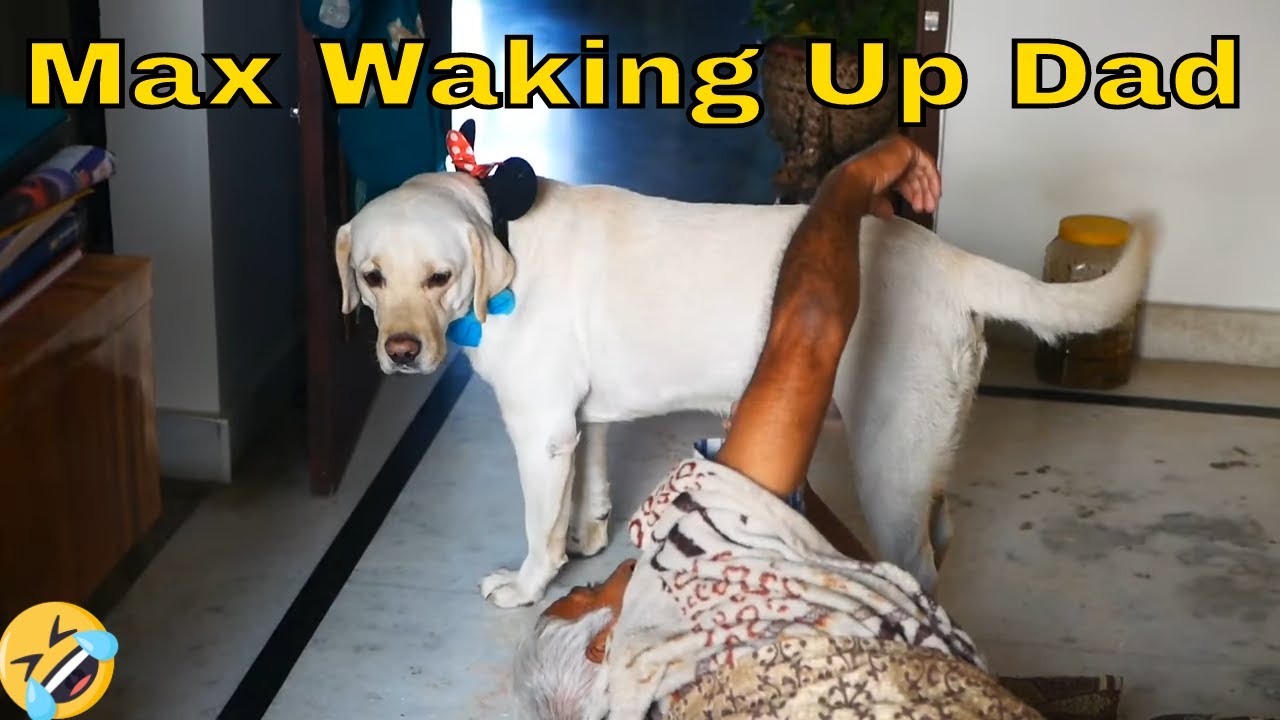 Max Waking Up Dad In The Cutest Way Possible. - YouTube