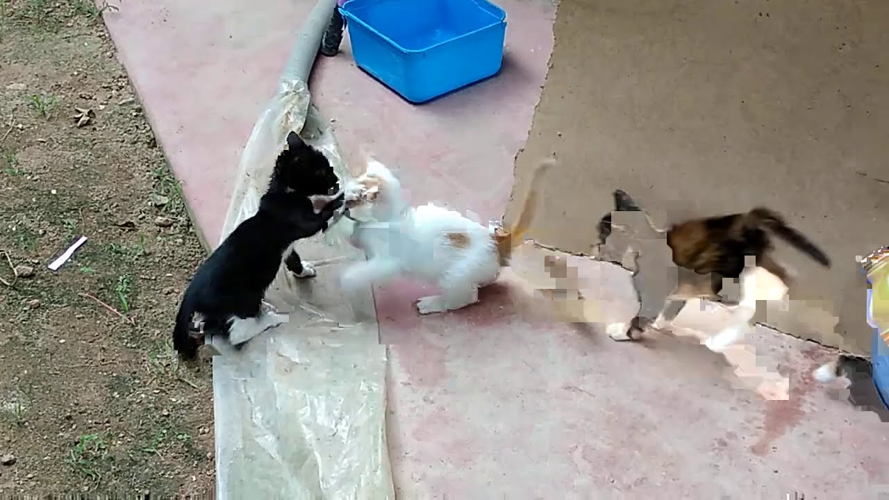 Three Kittens Fighting - YouTube