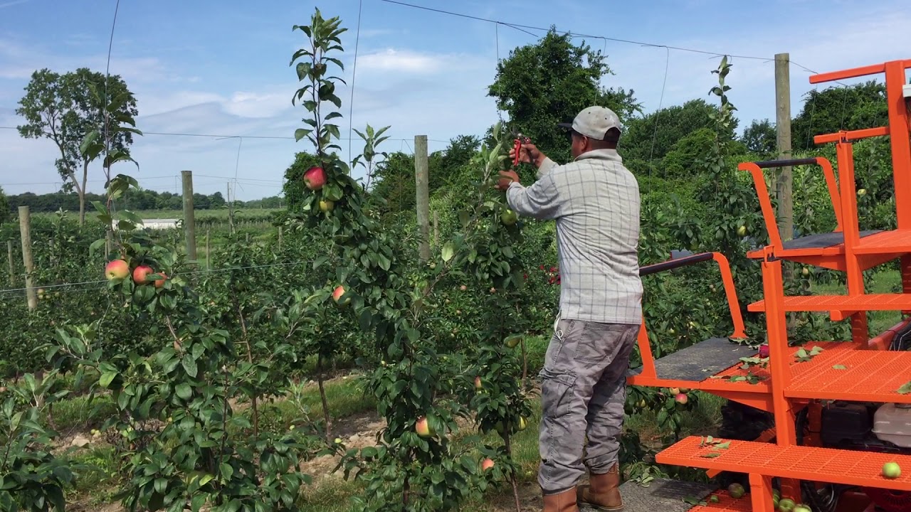 Work Platform - Tree training 2nd leaf trees 2 - YouTube