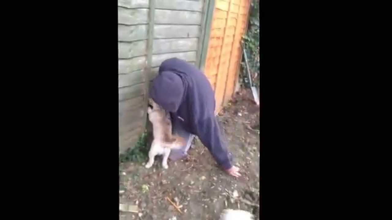 Stuck in a fence - YouTube