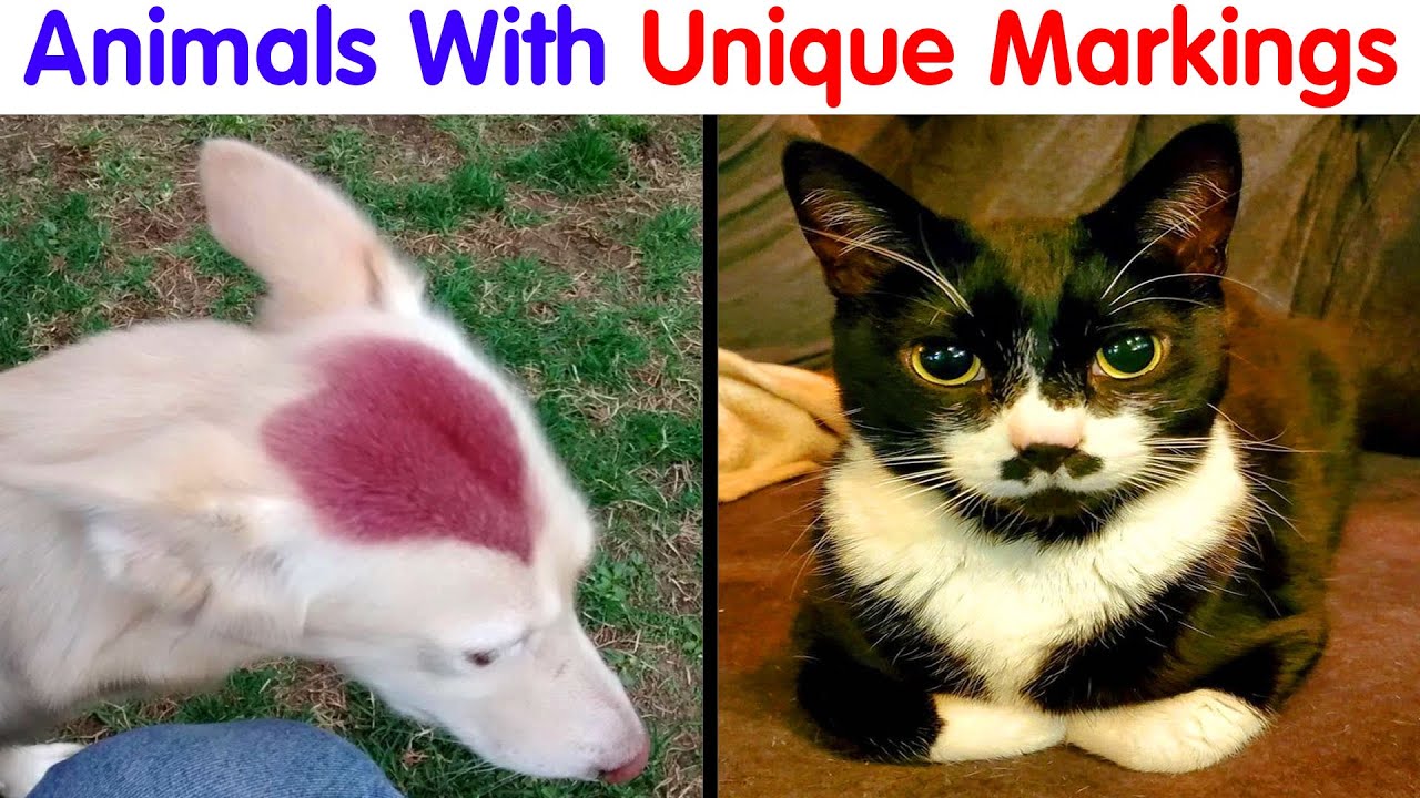 Animals With Unique Gifts Bestowed Upon Them by Nature - Cute Animals ...