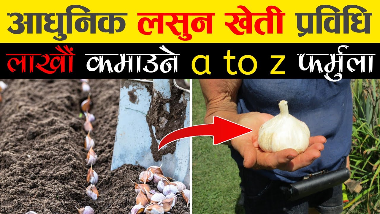 Garlic cultivation || Lasun Kheti || लसुन खेती | Lasun Kheti Prabidhi ...