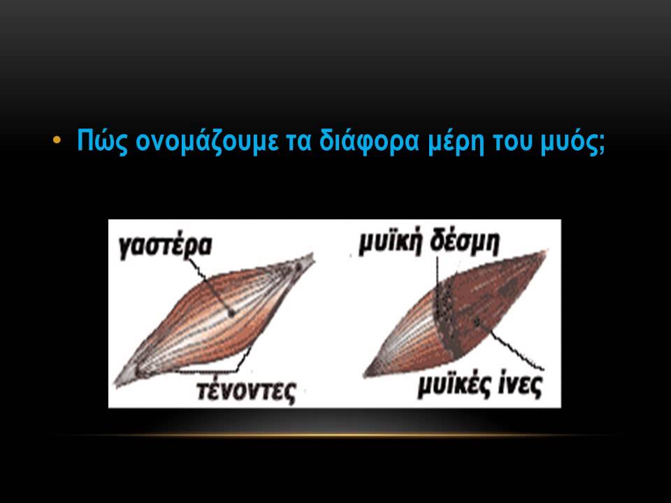 Μυϊκό σύστημα Ερωτησεις και απαντησεις - YouTube
