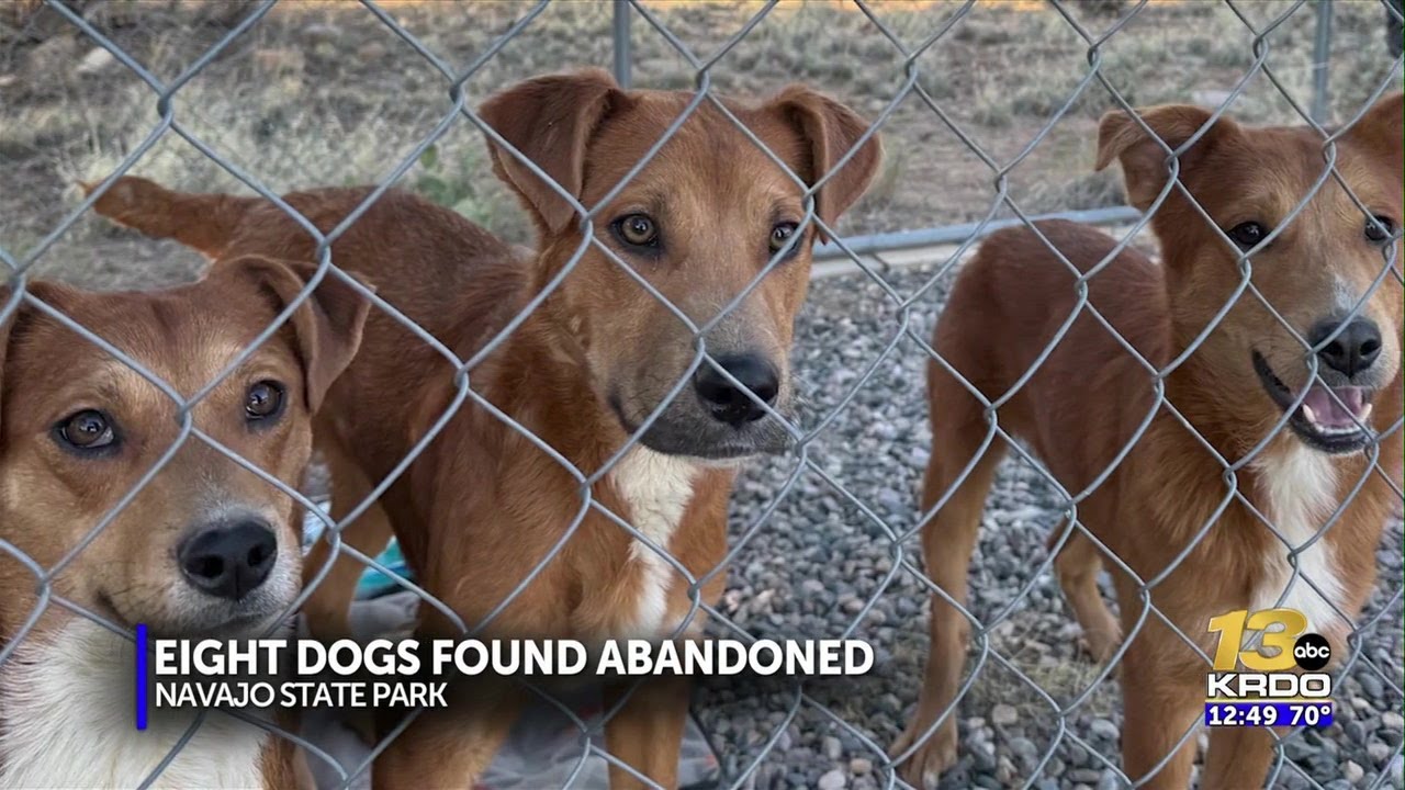 Southern Colorado shelter takes in 8 dogs found abandoned at state park ...