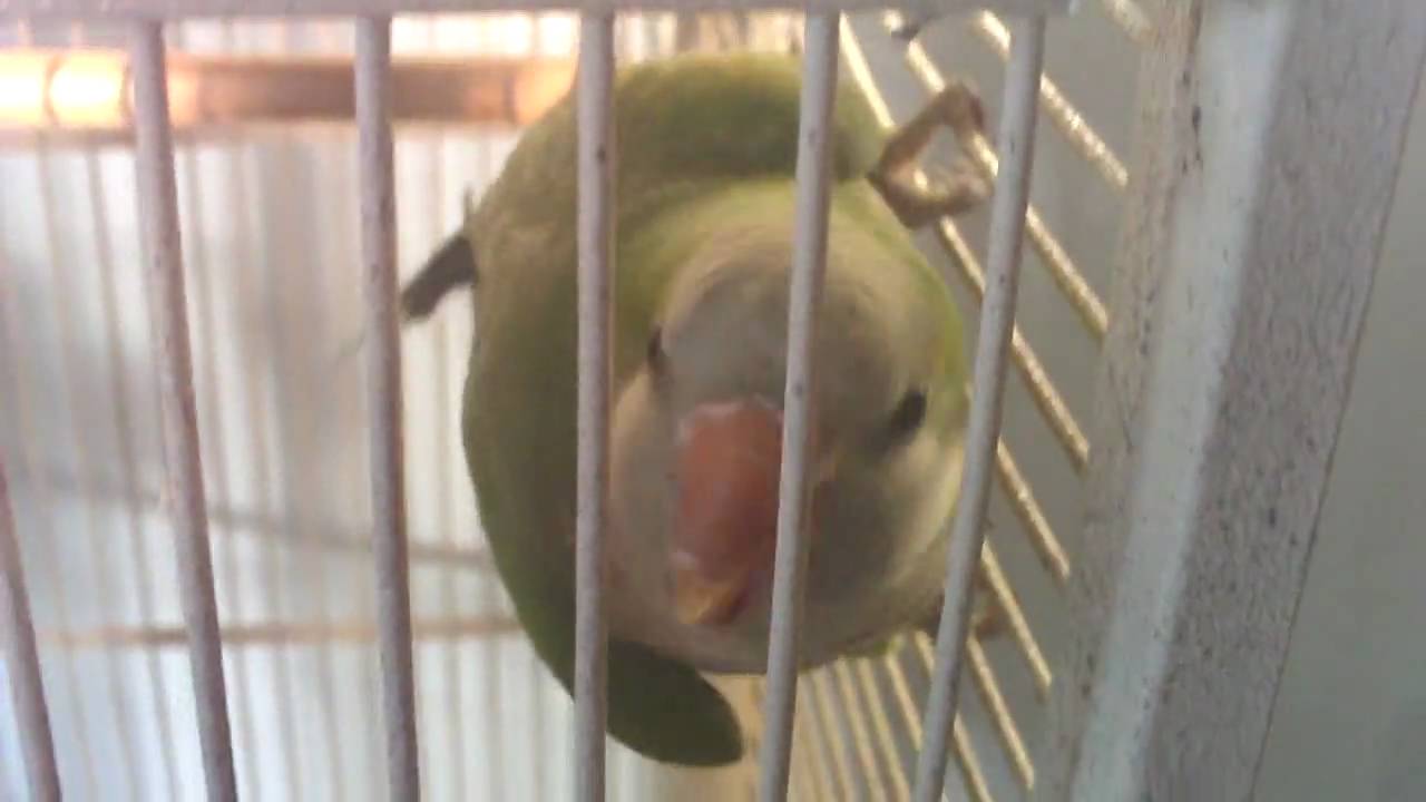 Quaker Parrot attacking - YouTube