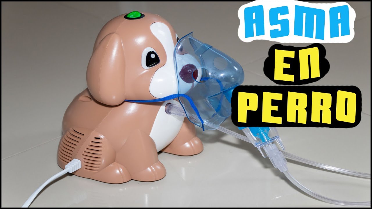 Cómo saber si mi perro tiene asma - YouTube