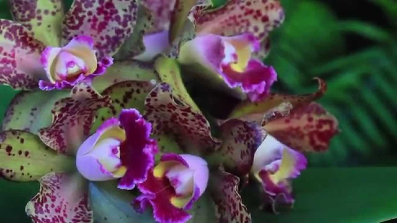 HUGE SPOTTED CATTLEYA - WAIANAE LEOPARD 'CHING-HUA' - YouTube