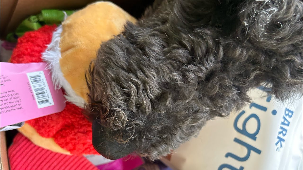 Opals Bark box 🤠Unboxing 🐶 - YouTube