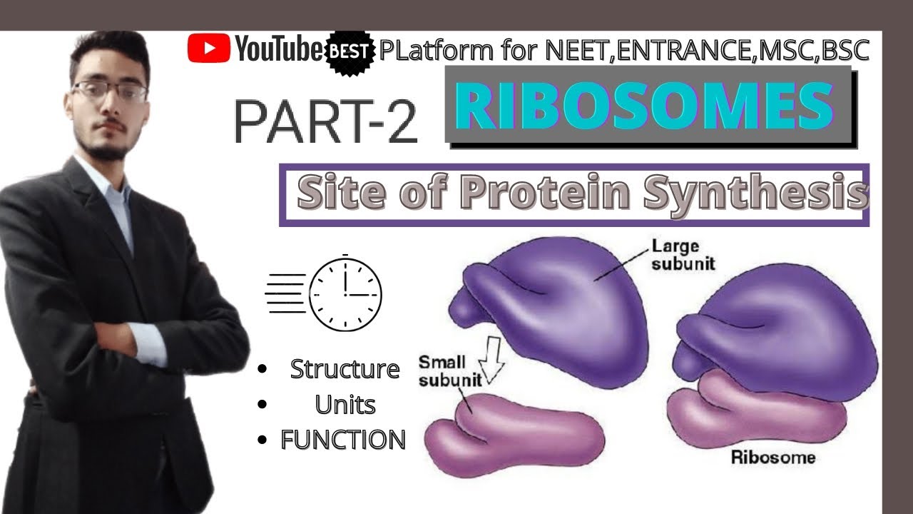 Ribosome structure and function, chemical composition of ribosome for ...