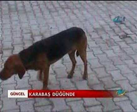 dance dog (çiftetelli)