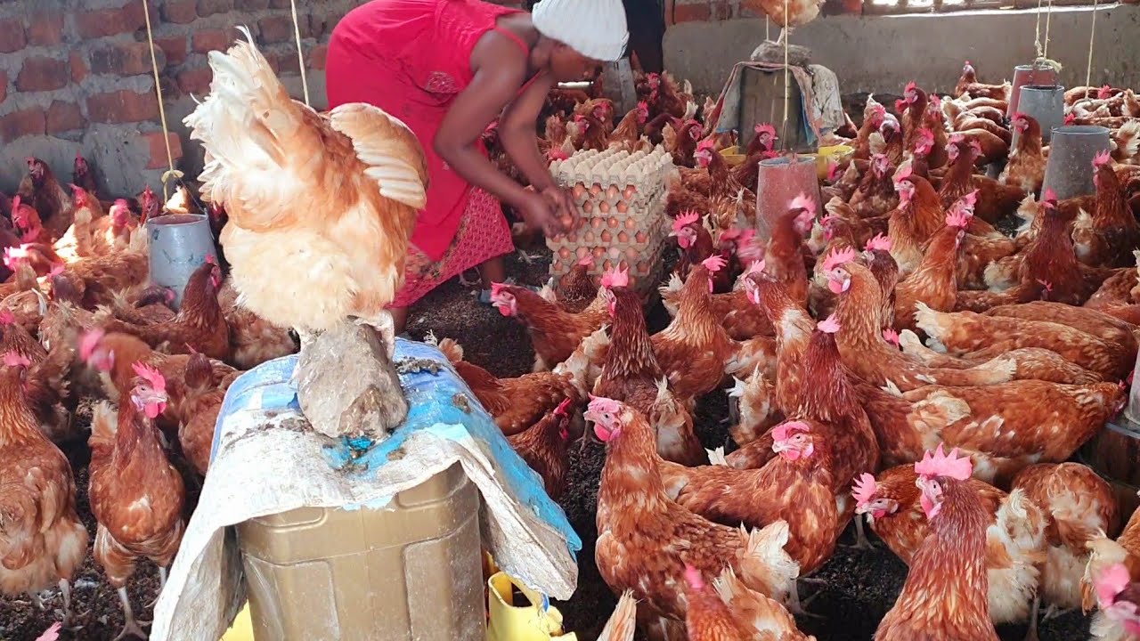 Chicken farming; How to start a small chicken farm business at home for ...