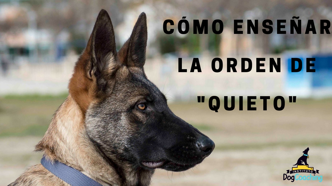 Como enseñar a tu perro la orden de Quieto - YouTube