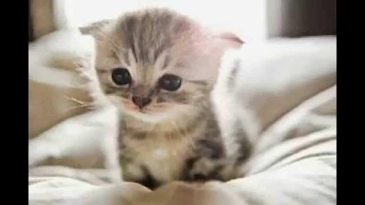 gatitos adorables - YouTube
