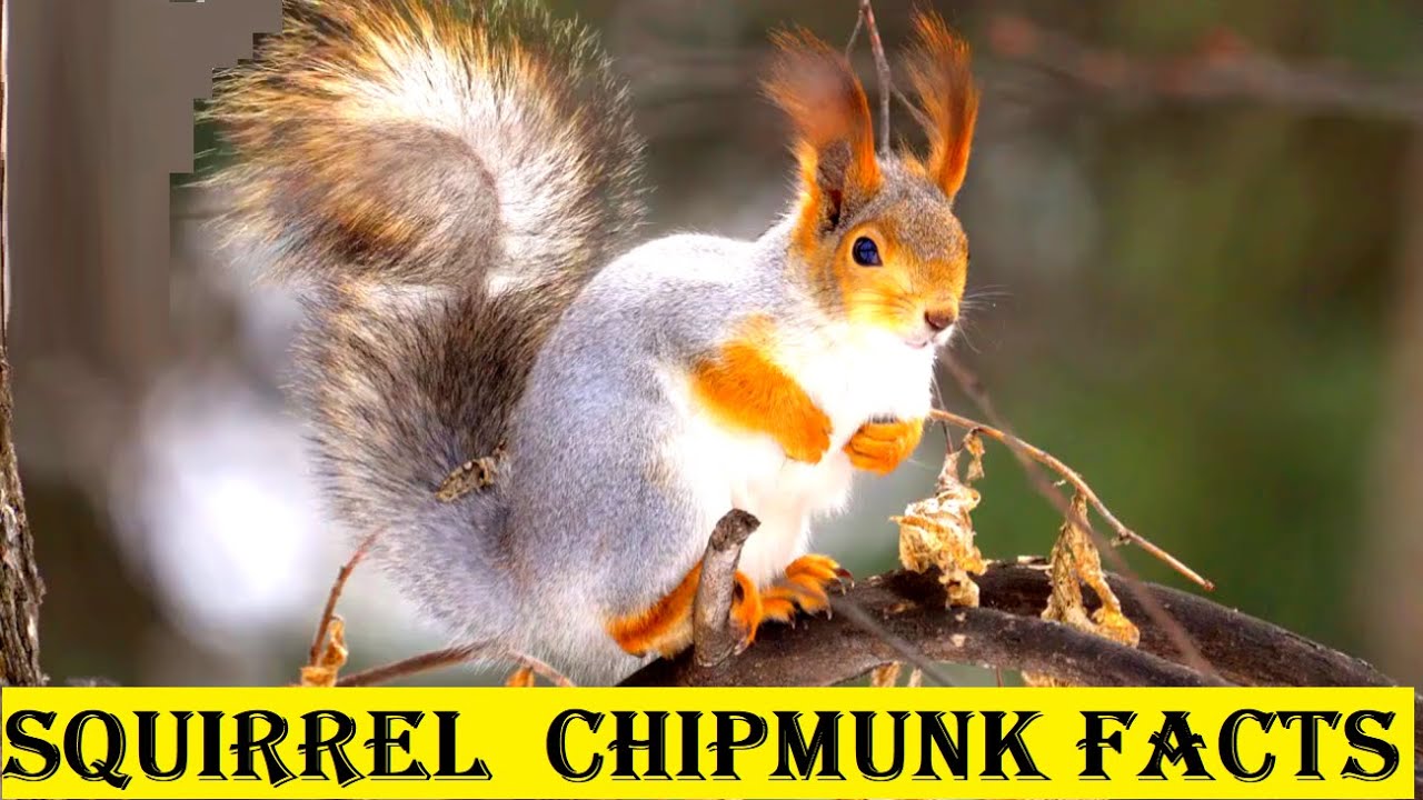 Squirrel | Chipmunk | animal histrology - YouTube