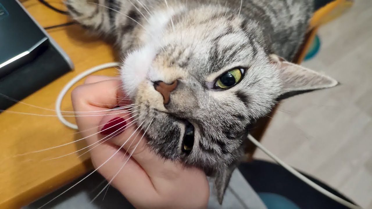 A Real Purring Machine! - YouTube