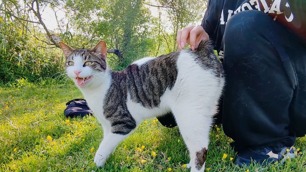 The tailless cat saw me from afar and came to me meowing - YouTube