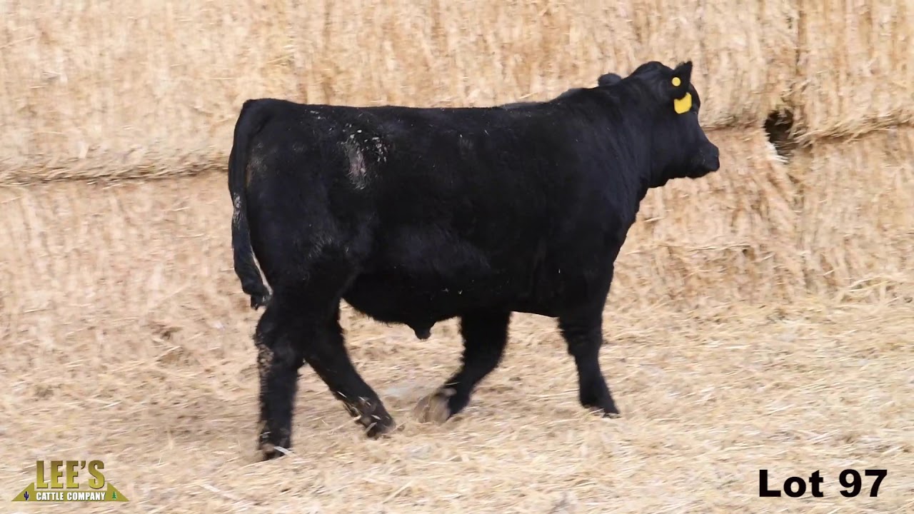 Lee Cattle Co 2020 Lot 97 - YouTube