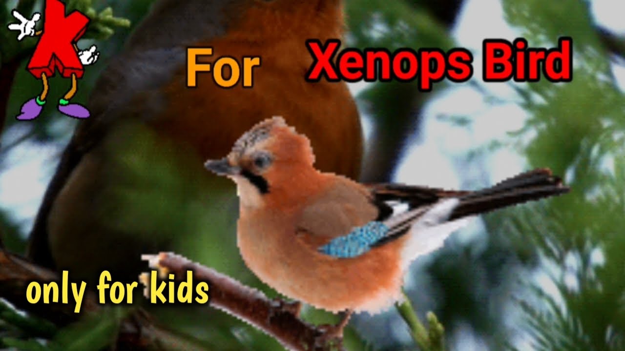 X for xenops birds| learn abcd alphabets | a for apple b for ball ...