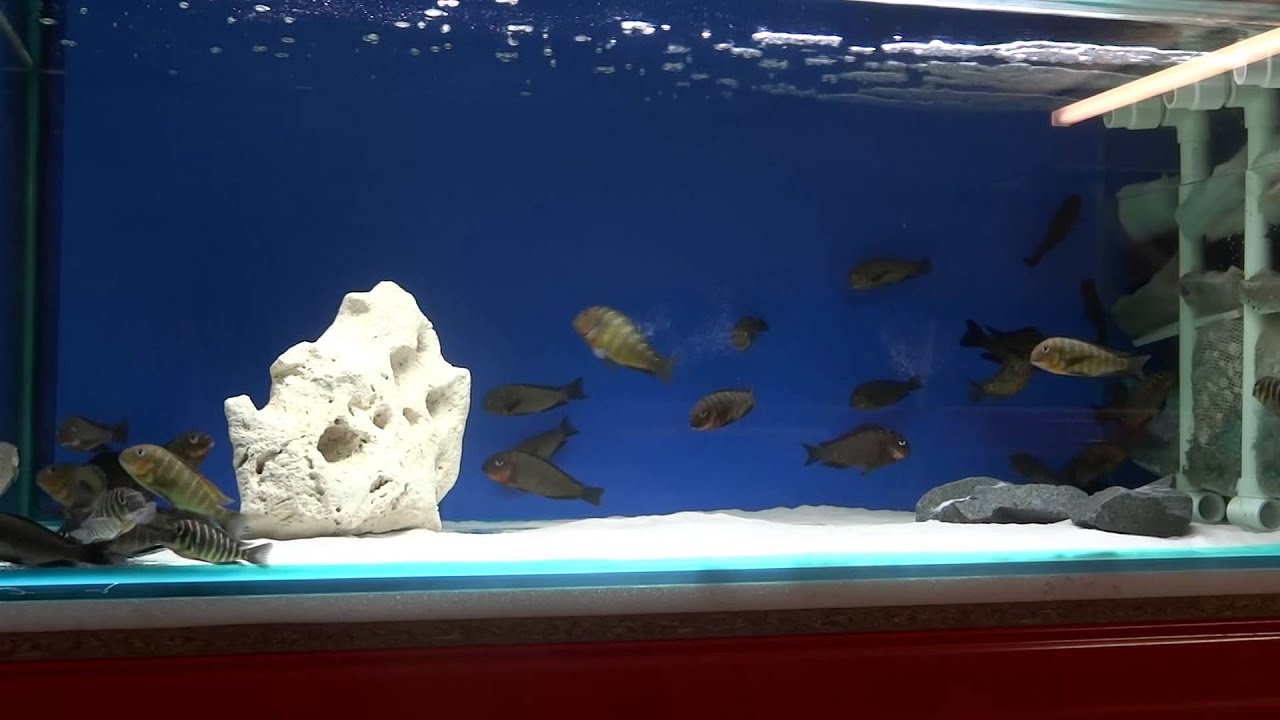 Tropheus Red Cheeks - Frontosafanatics.com.au - YouTube