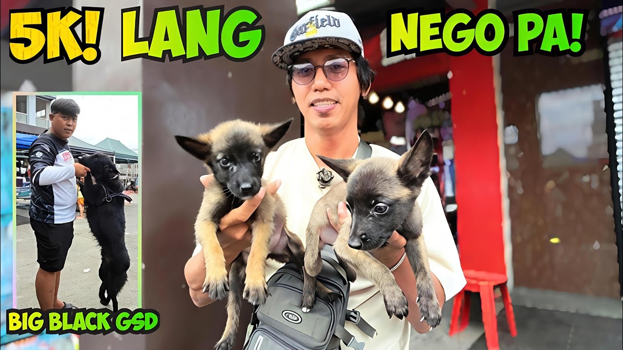 PAG BALIK NYA! GUARD DOGS NA MURA ANG DALA! GROTTO PET MARKET UPDATE ...