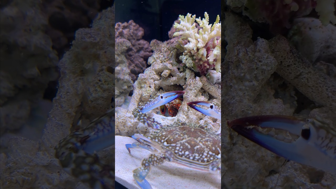 My Peacock Mantis Shrimp Scary the crab 😰 - YouTube