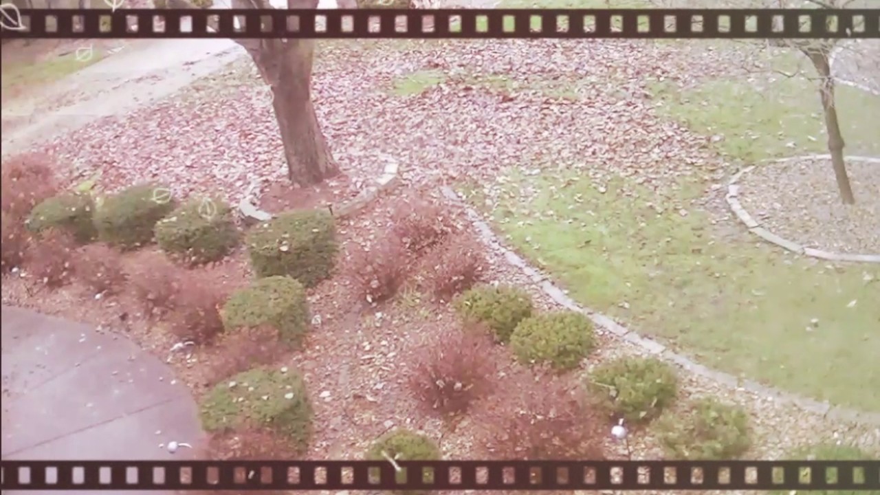 A quick fall leaf cleanup with redmax ebz8500 backpack blower - YouTube