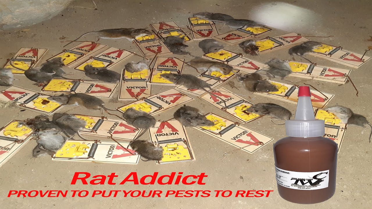 MOUSE BAIT🐀 | BEST MOUSE BAIT | BEST RAT BAIT👍 | BEST RODENT BAIT ...