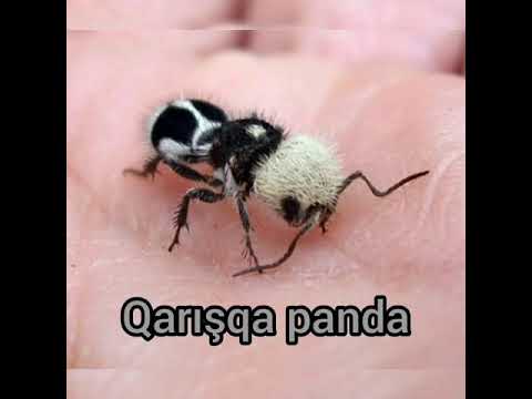 Qarışqa panda (Euspinolia militaris)🐼🐜