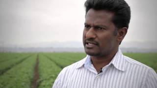 Lygus bug biology and damage in strawberries
