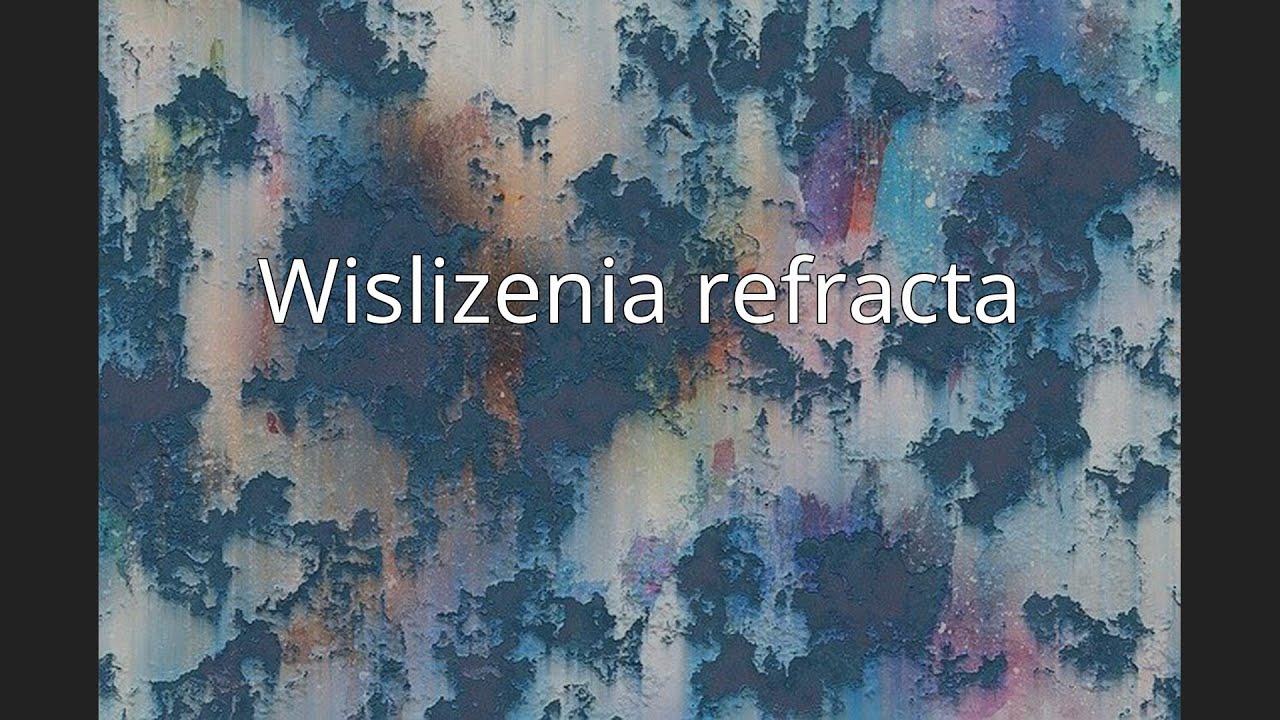 Wislizenia refracta - YouTube