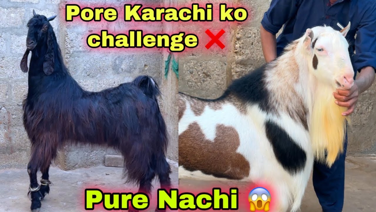 Rooftop Ka Shooq ️ |Pure Nachi & Teddy Goats For Qurbani 2025 |Fancy ...